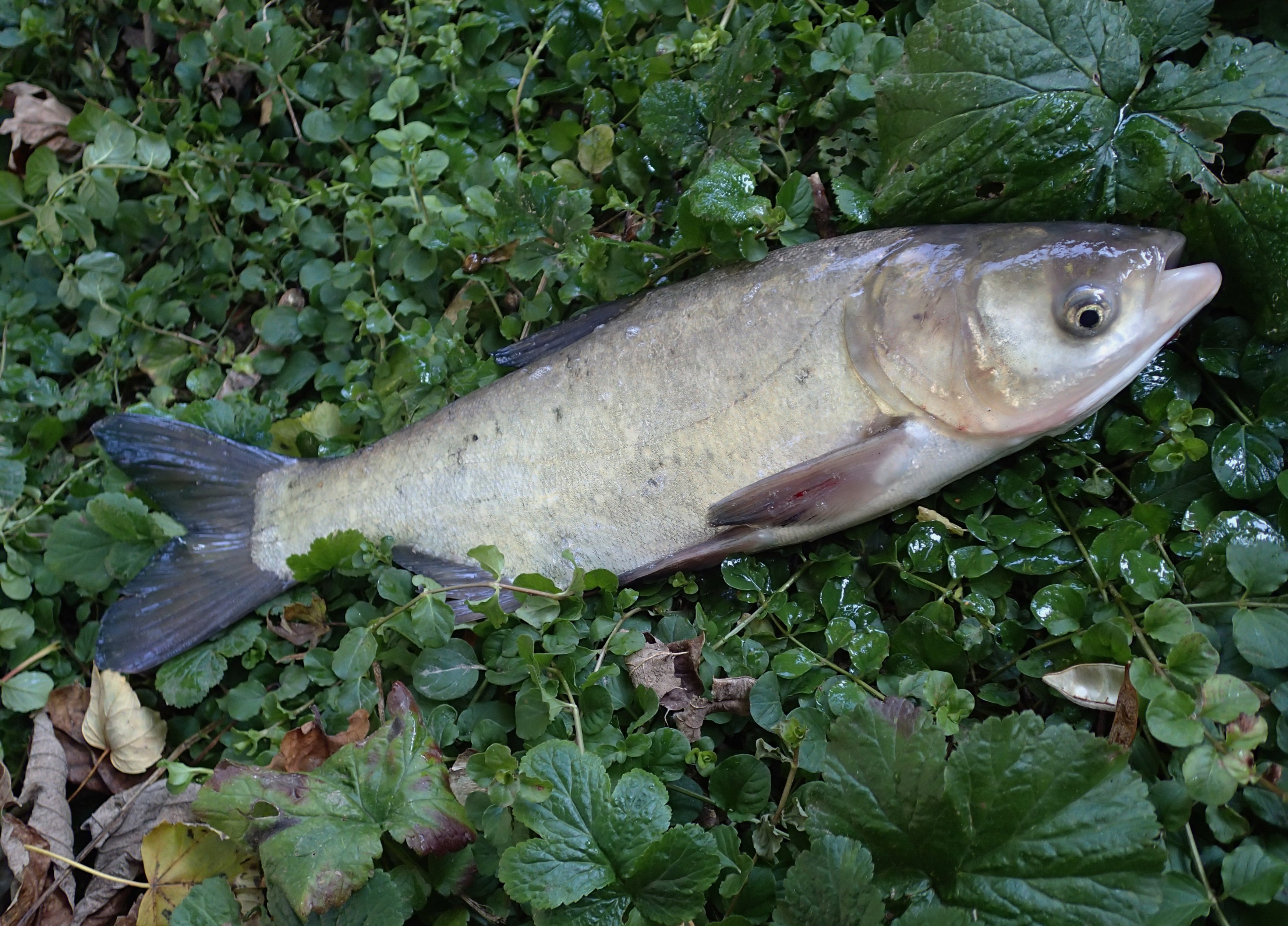 Hypophthalmichthys nobilis (Richardson, 1845)